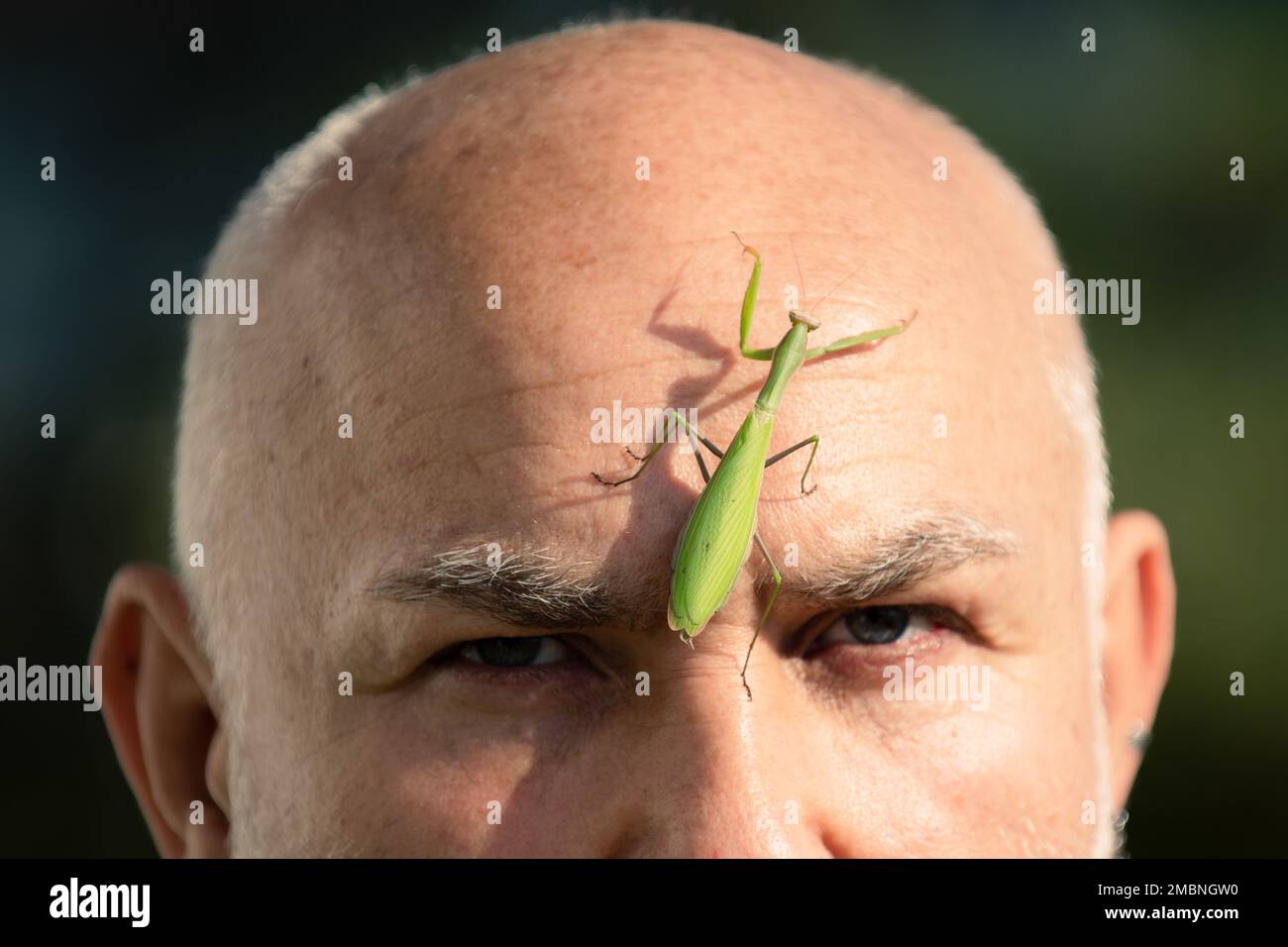 Insects concept. Mantis on head, close up. Comic and humor sense ...