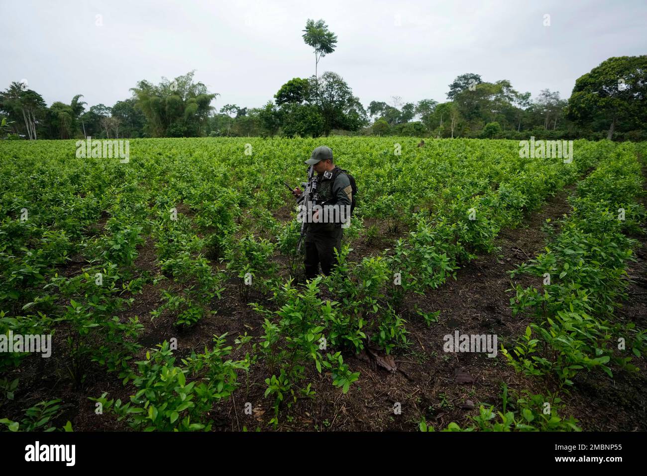 An anti narcotics police officer walks in a coca field in La Hormiga ...
