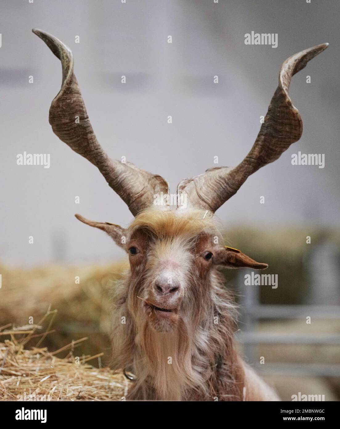 Berlin, Germany. 20th Jan, 2023. The Girgentana goat "Paul" from the ...
