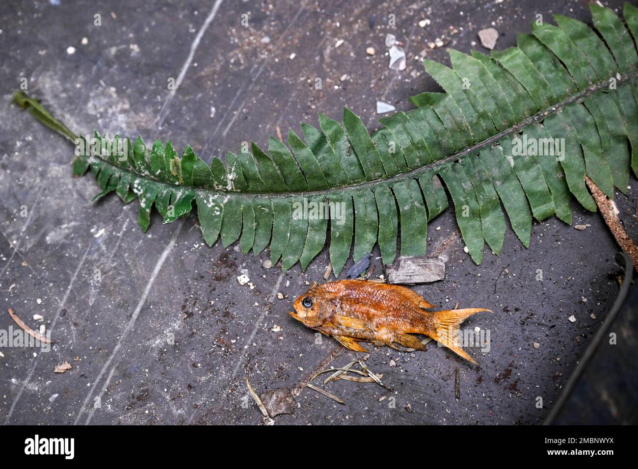 Retrieved from animals hi-res stock photography and images - Alamy