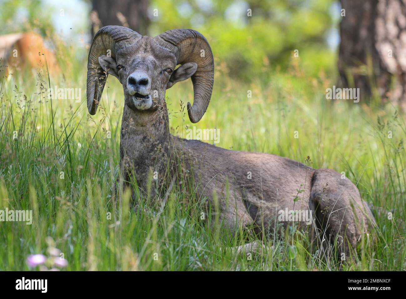 A bighorn sheep ram sits on a hill, June 17, 2022, in Keystone, South ...