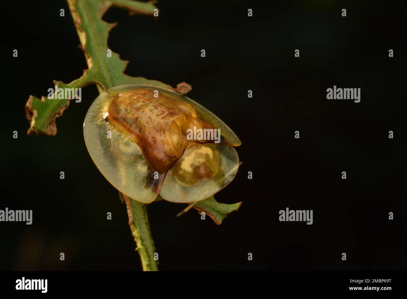 Macro photo of a sub adult tortoise beetle against dark background ...