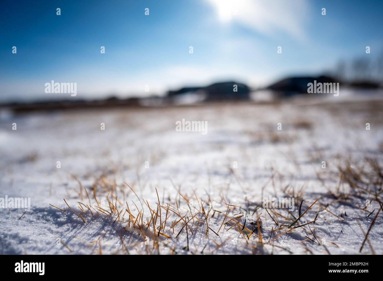 Windswept backyard with blades of dead lawn grass poking through snow ...