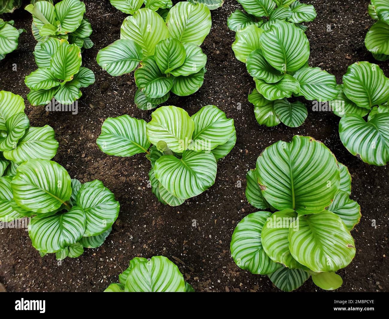 Beautiful spread of Calathea Orbifolia plants growing on the ground ...