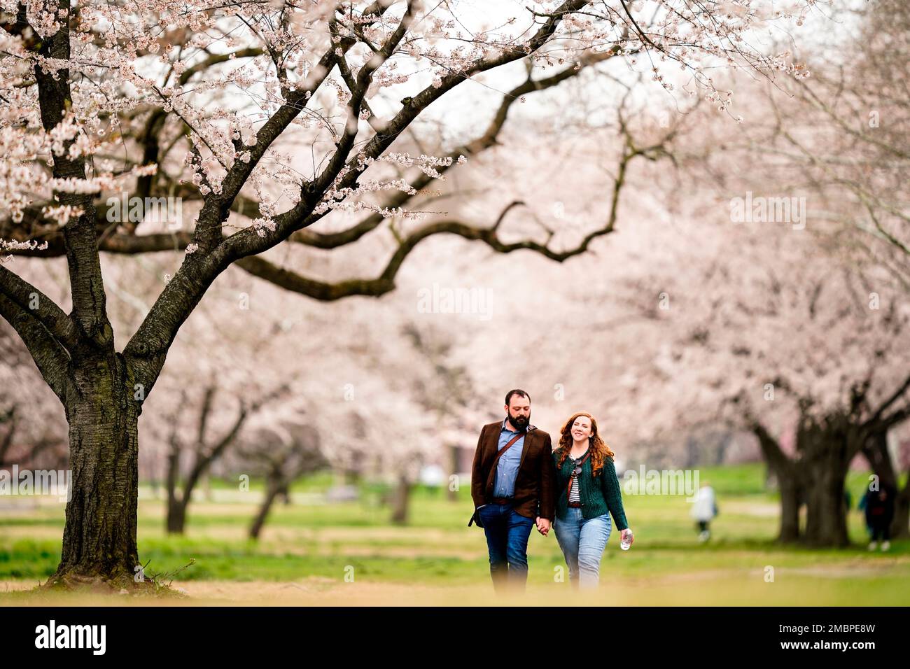 Paul and Anna MacDonald walk amongst the cherry blossoms along Kelly ...