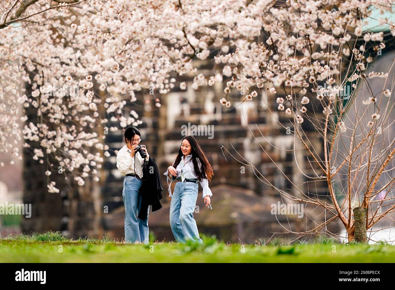 People make photographs amongst the cherry blossoms along Kelly Drive ...