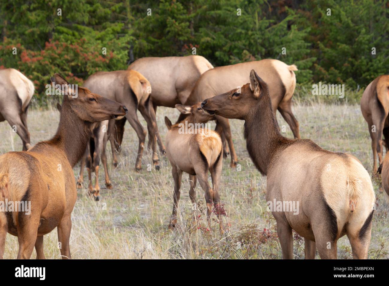 group of female elk Stock Photo - Alamy