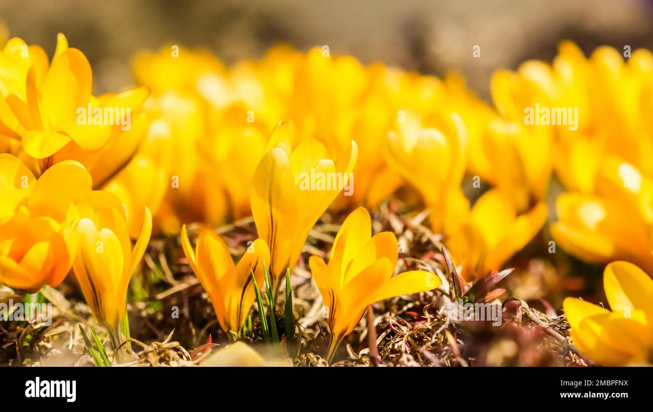 Abstract floral background, yellow crocus flower petals. Macro flowers ...