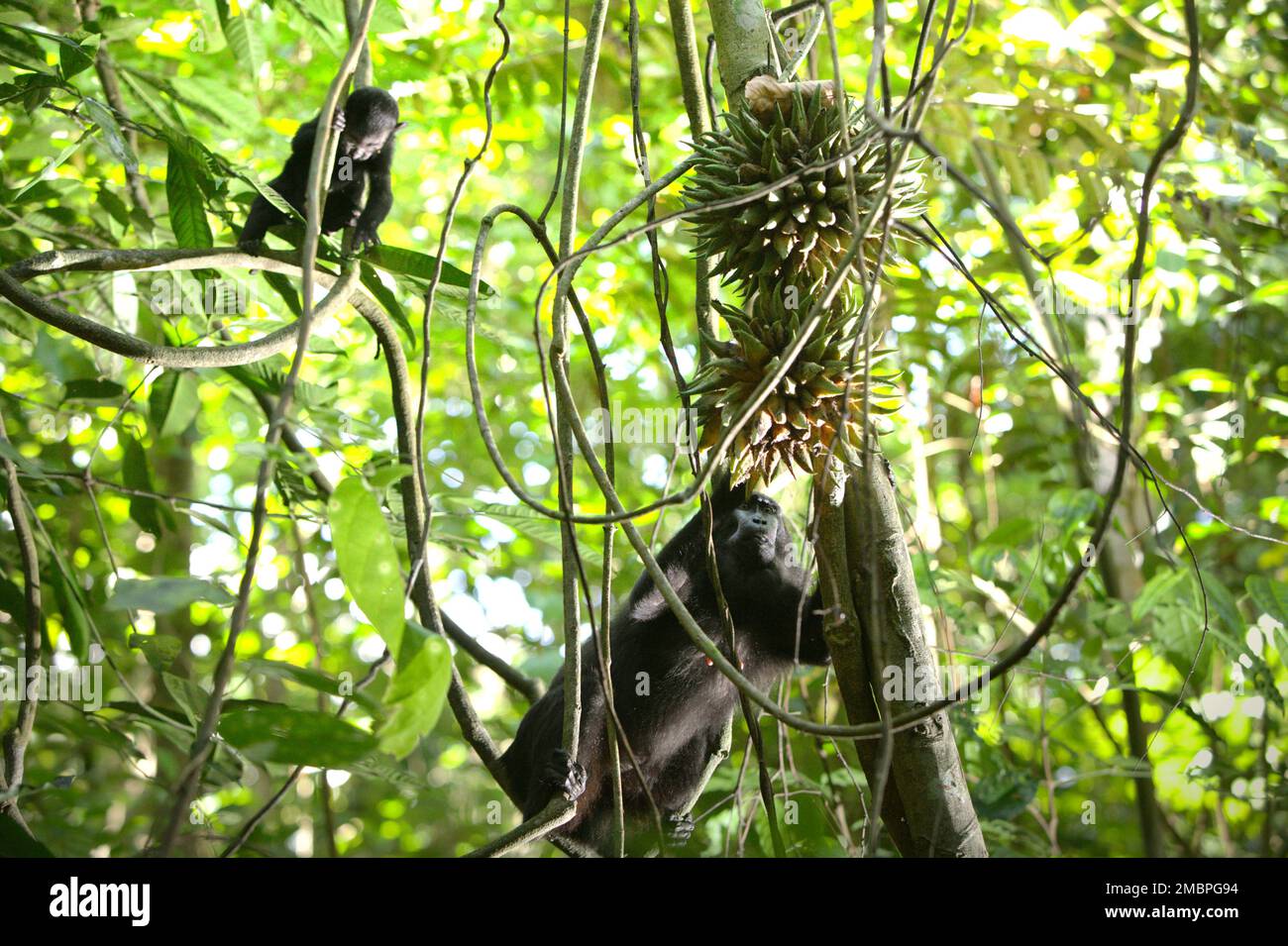 A Sulawesi black-crested macaque (Macaca nigra) picks liana fruit as an ...
