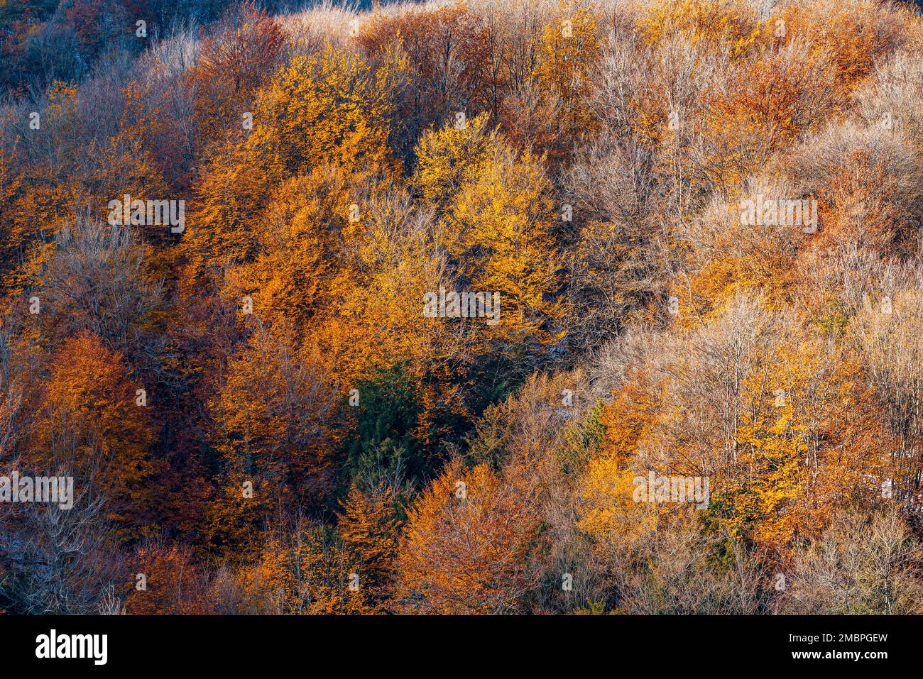 Thick deciduous woodland hi-res stock photography and images - Alamy