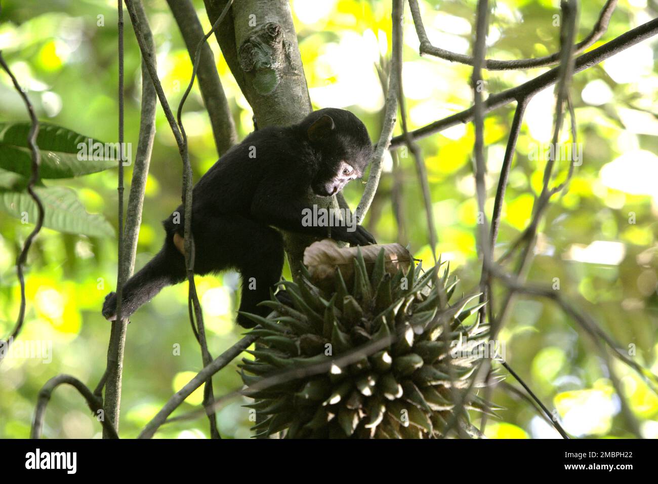 An infant of Sulawesi black-crested macaque (Macaca nigra) is picking ...
