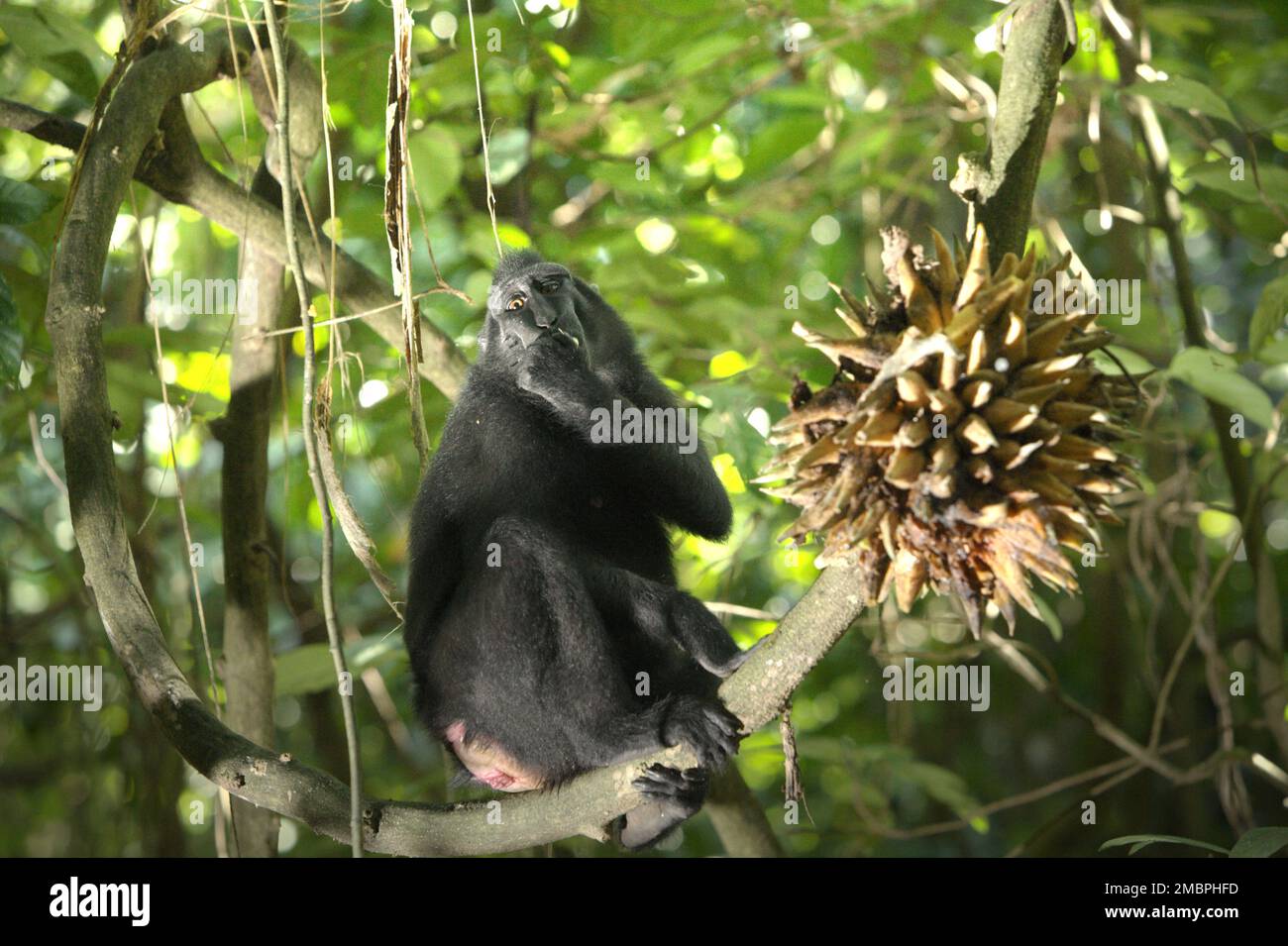 A Sulawesi black-crested macaque (Macaca nigra) sitting near liana ...