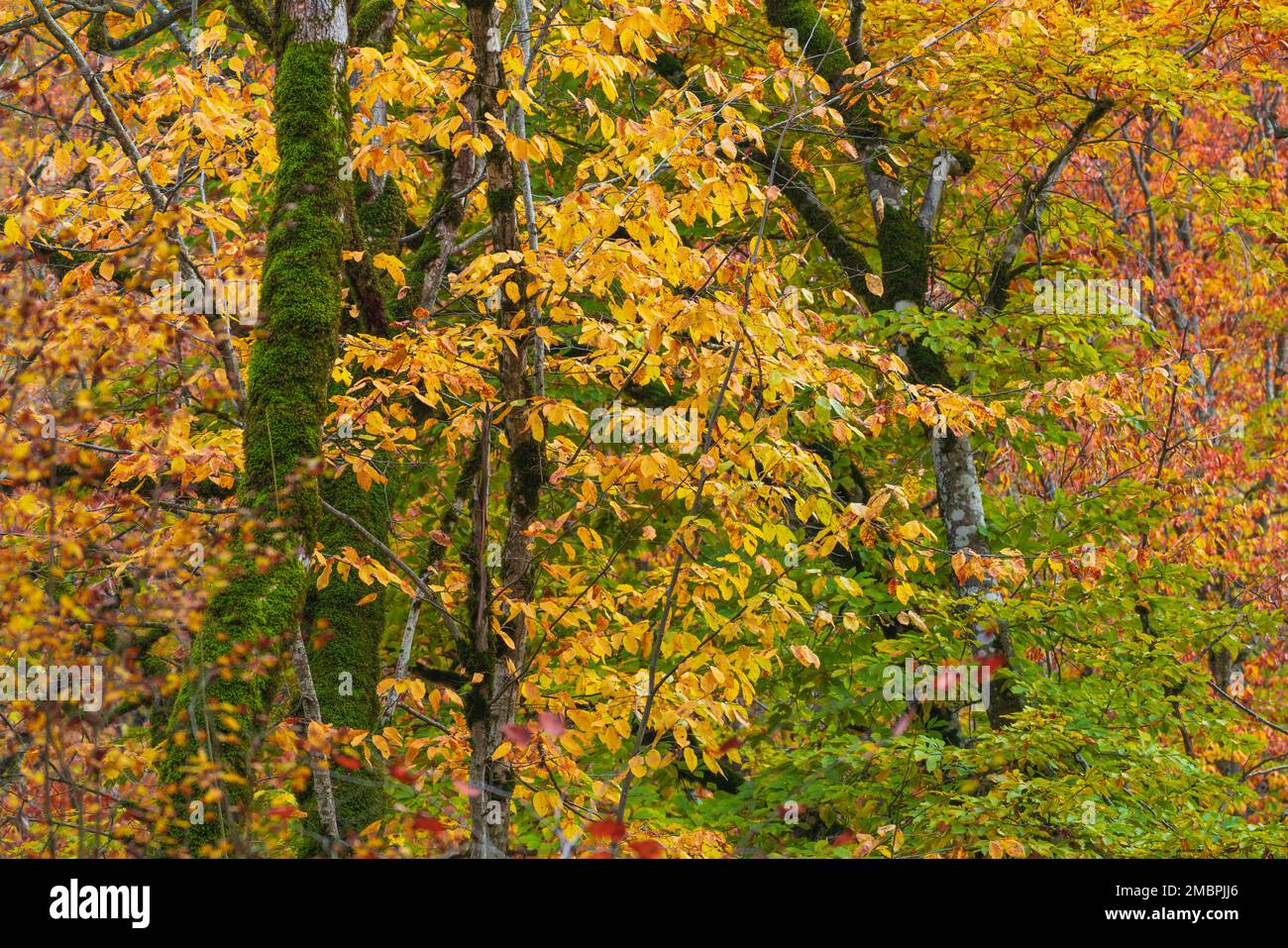 Yellow autumn forest in europe Stock Photo - Alamy