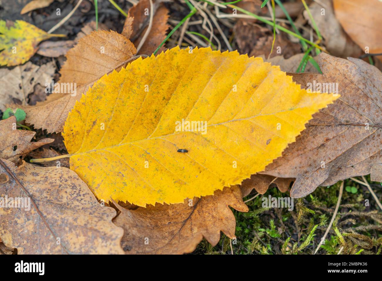 Yellow leaf autumn hi-res stock photography and images - Alamy