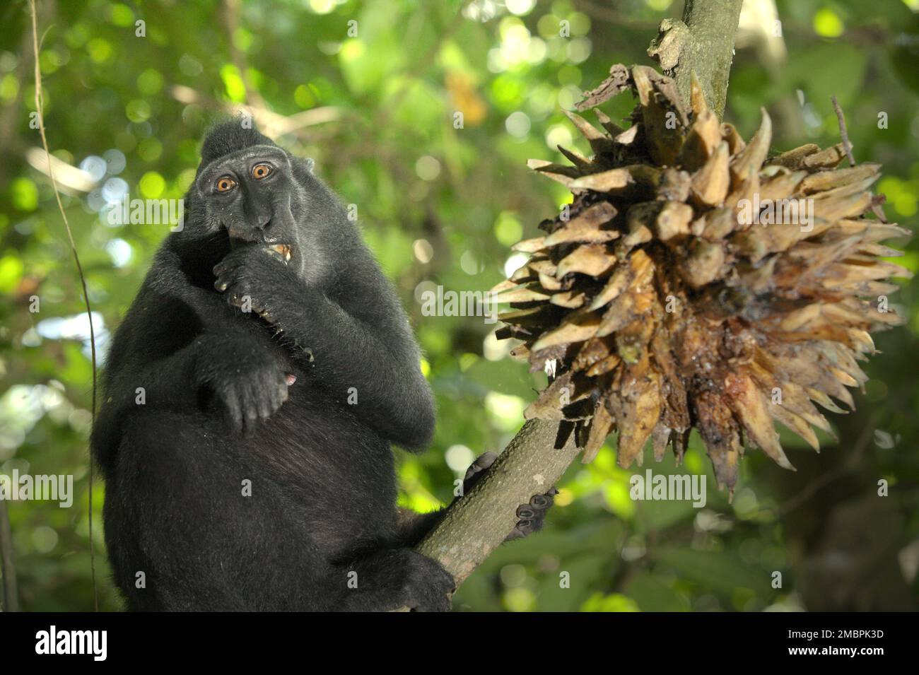 A Sulawesi black-crested macaque (Macaca nigra) sitting near liana ...