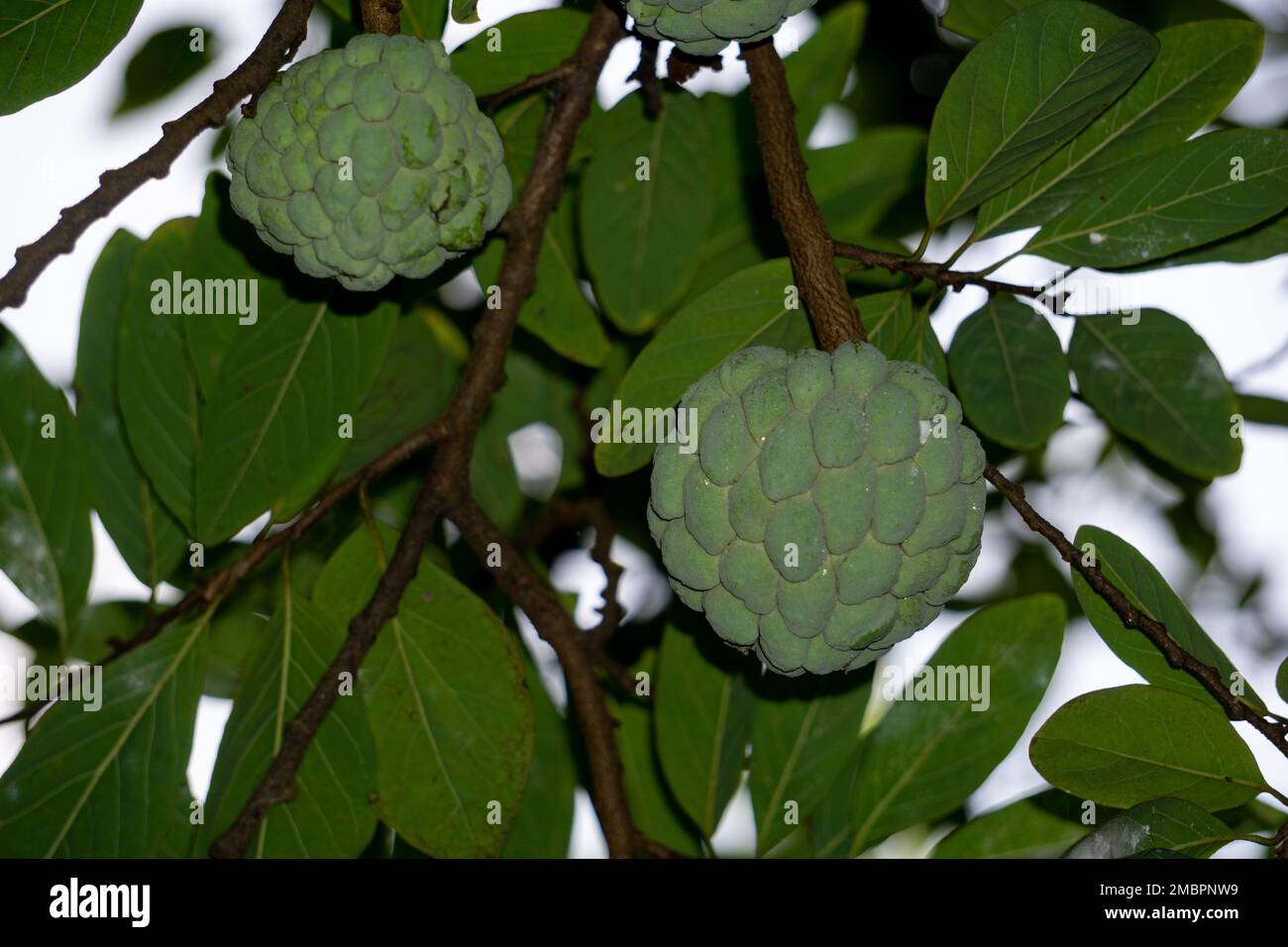 Sugar Apple Organic Tree. Annona squamosa RARE FRUIT Tree Custard Apple ...