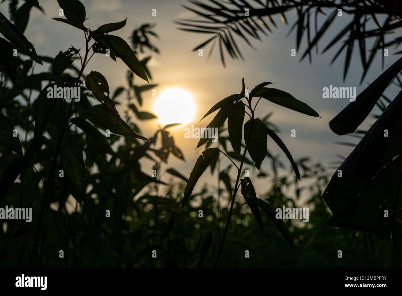 Jute trees peeking into the sky. The sun is sinking between the jute ...