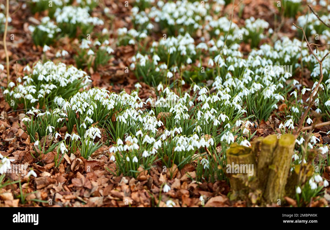 Common snowdrop - Galanthus nivalis Stock Photo - Alamy