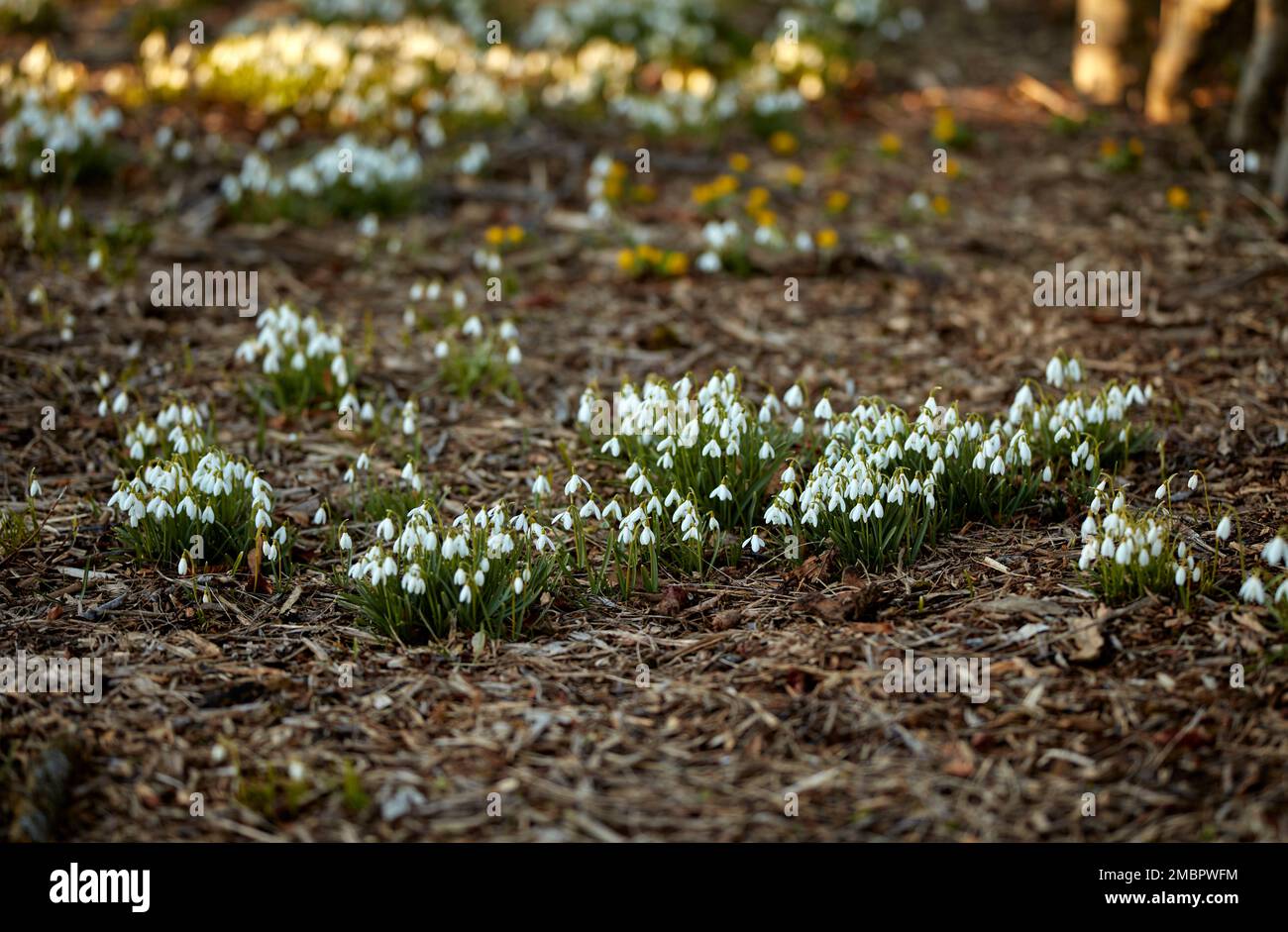 Common snowdrop - Galanthus nivalis Stock Photo - Alamy