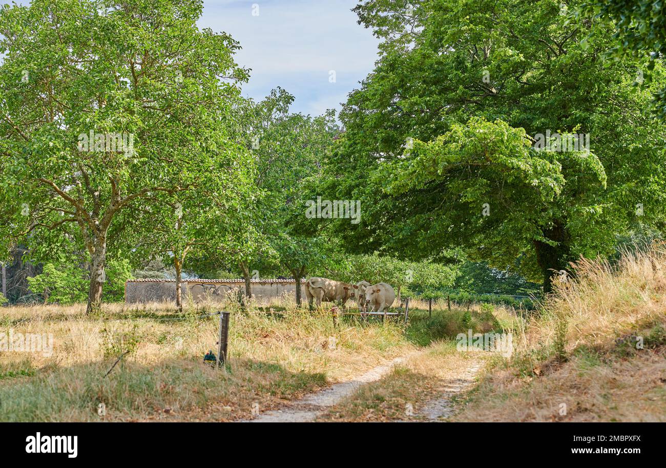 Countryside, farmland and forest - close to Lyon, France. A series of ...