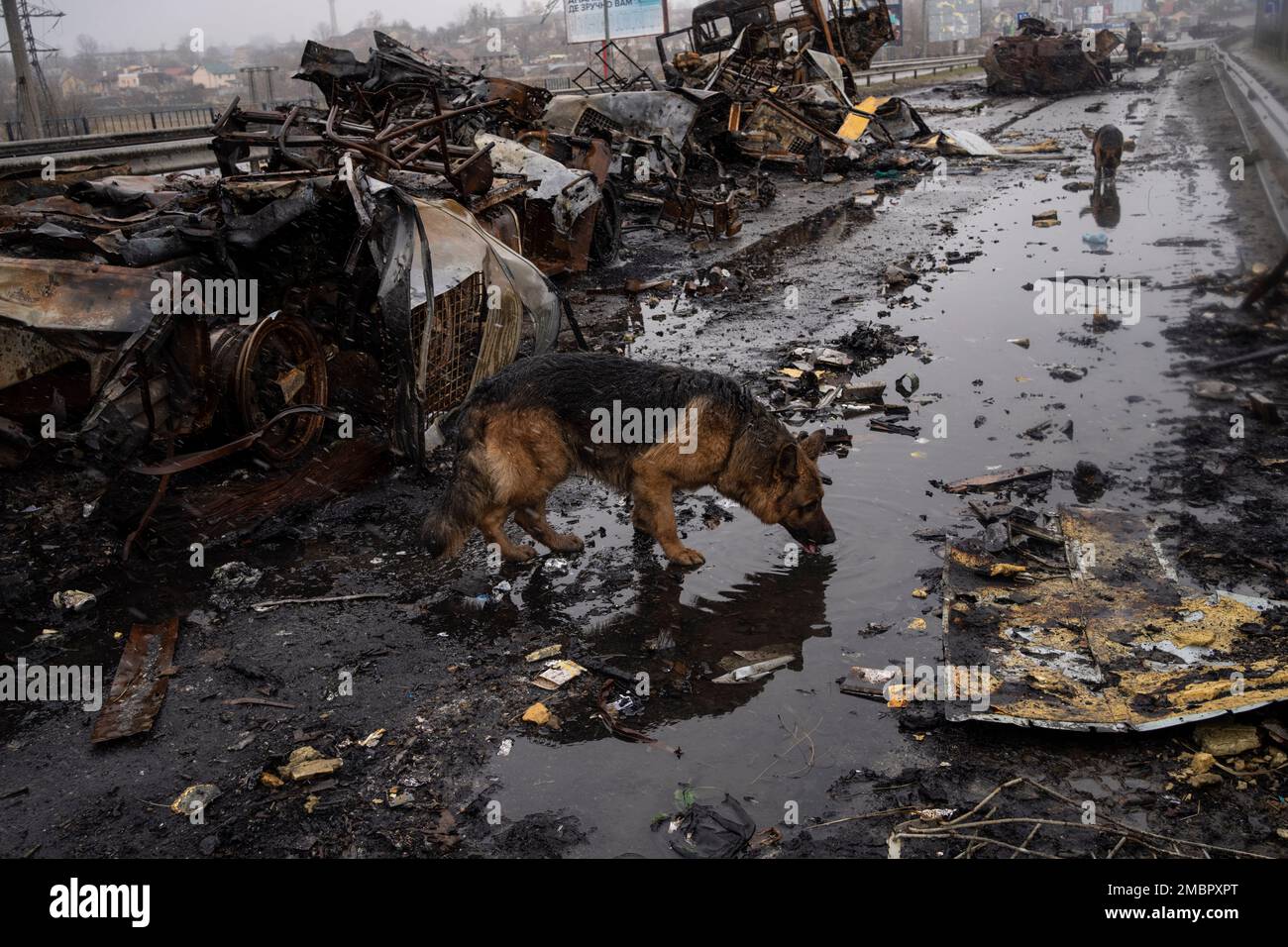 A dog drinks water next to destroyed Russian armored vehicles in Bucha ...