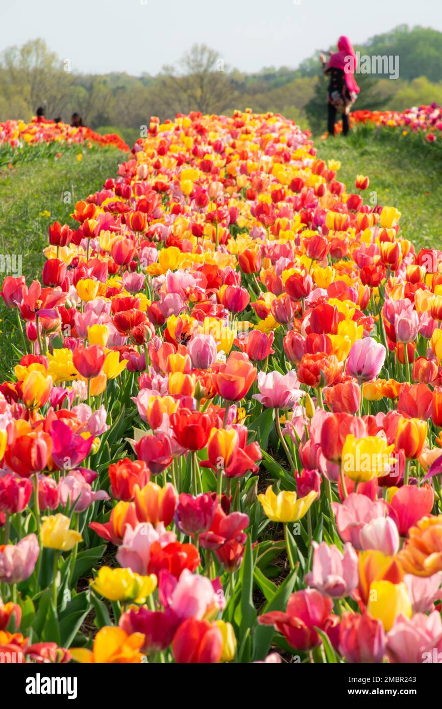 Tulip Flower Garden Stock Photo - Alamy
