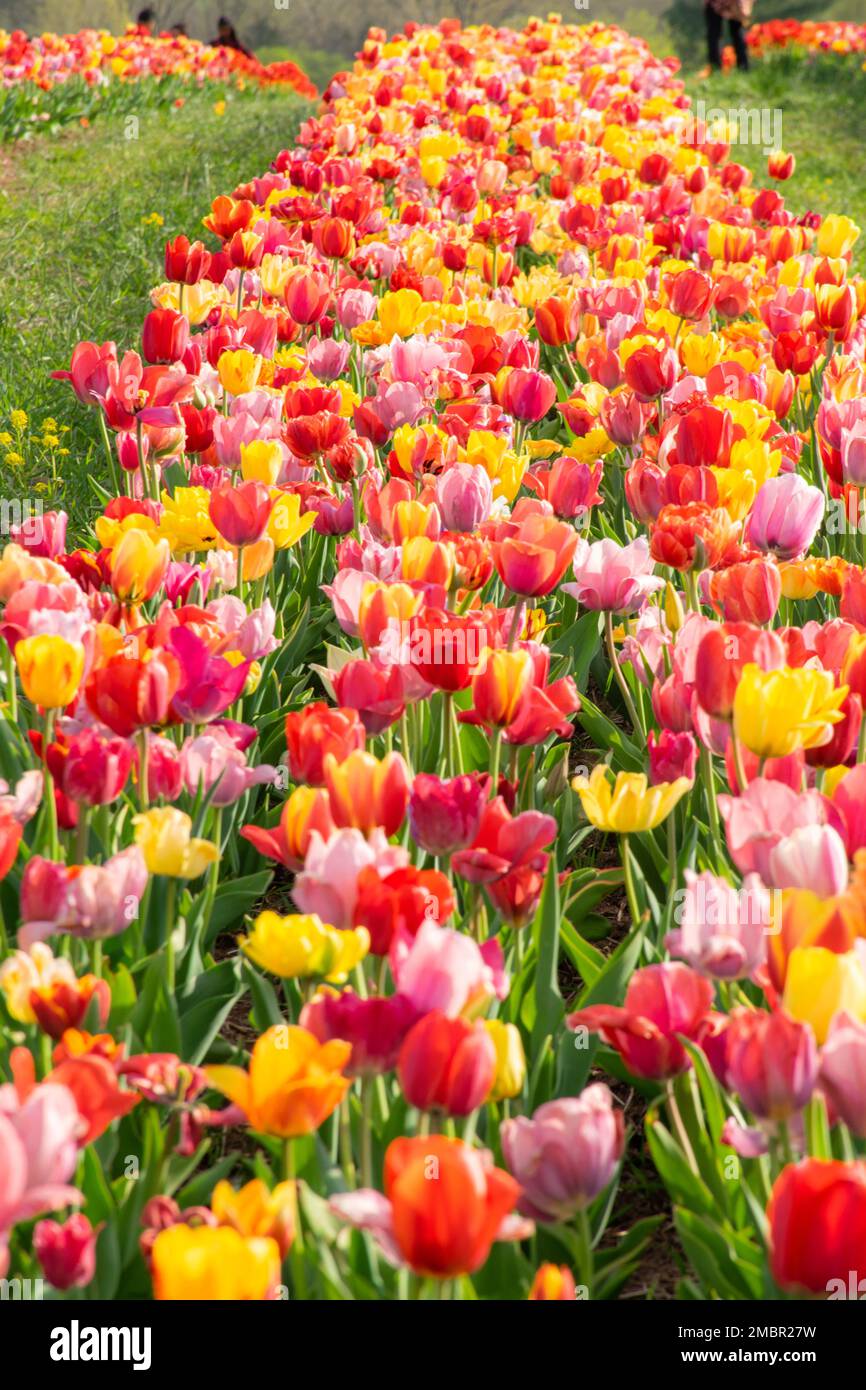 Tulip Flower Garden Stock Photo - Alamy