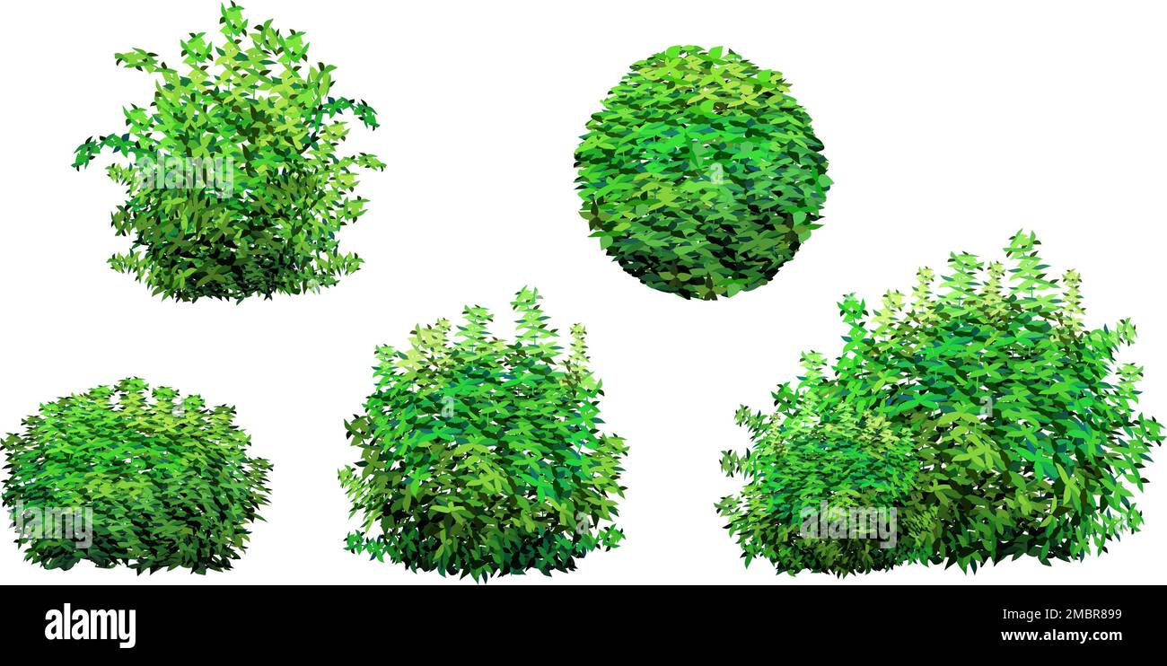 Realistic garden shrub, seasonal bush, boxwood, tree crown bush foliage ...
