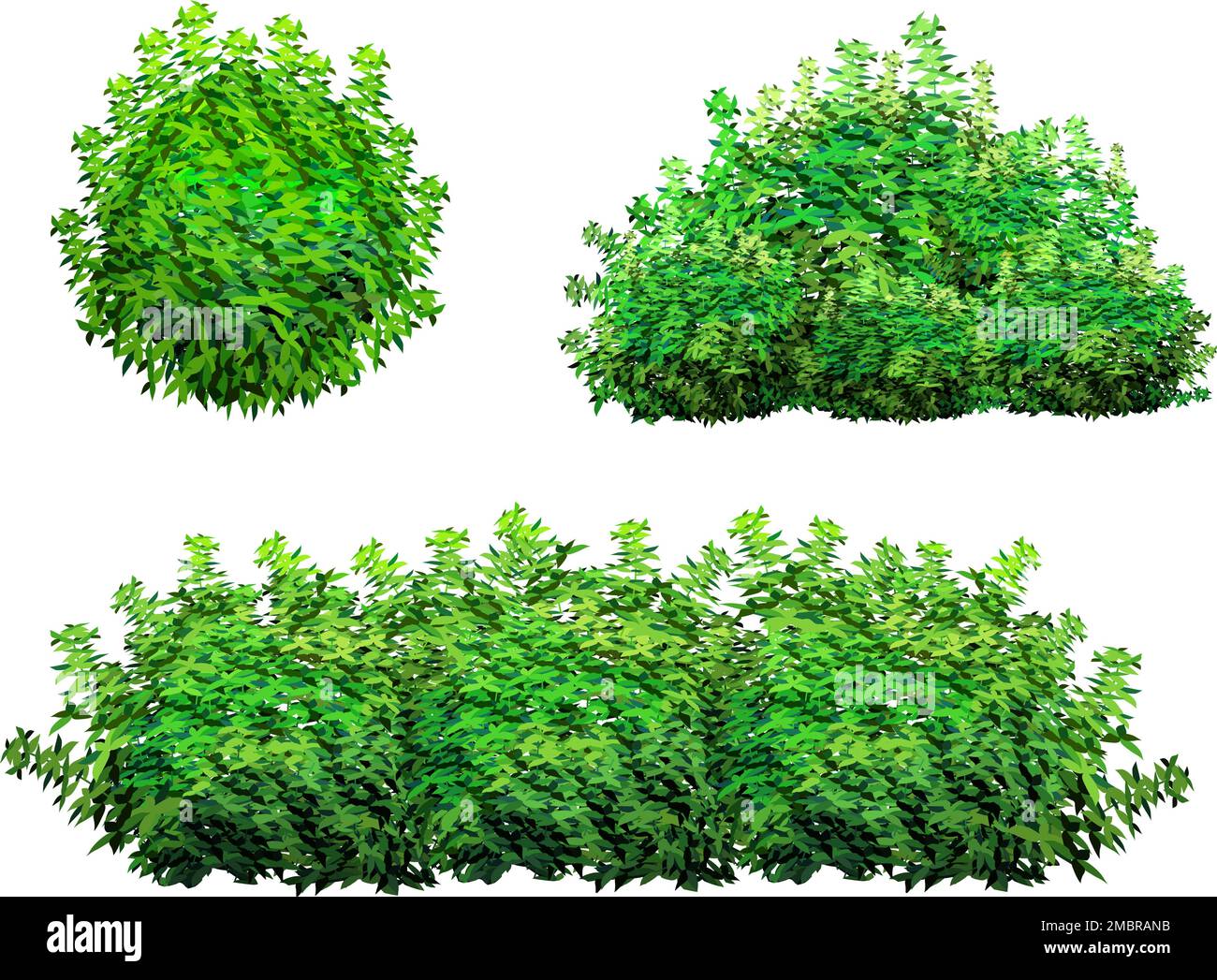 Realistic garden shrub, seasonal bush, boxwood, tree crown bush foliage ...
