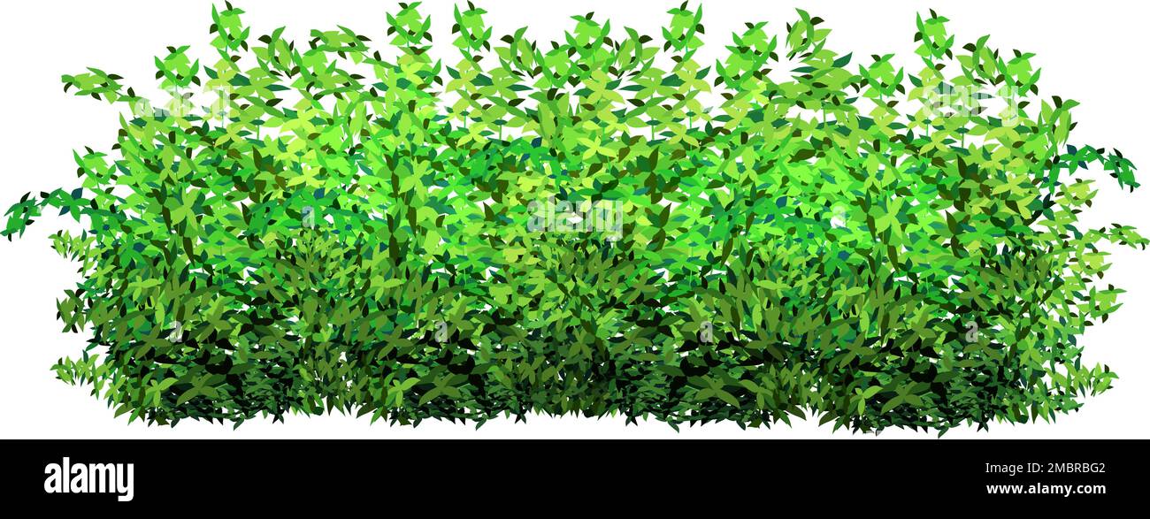 Realistic garden shrub, seasonal bush, boxwood, tree crown bush foliage ...