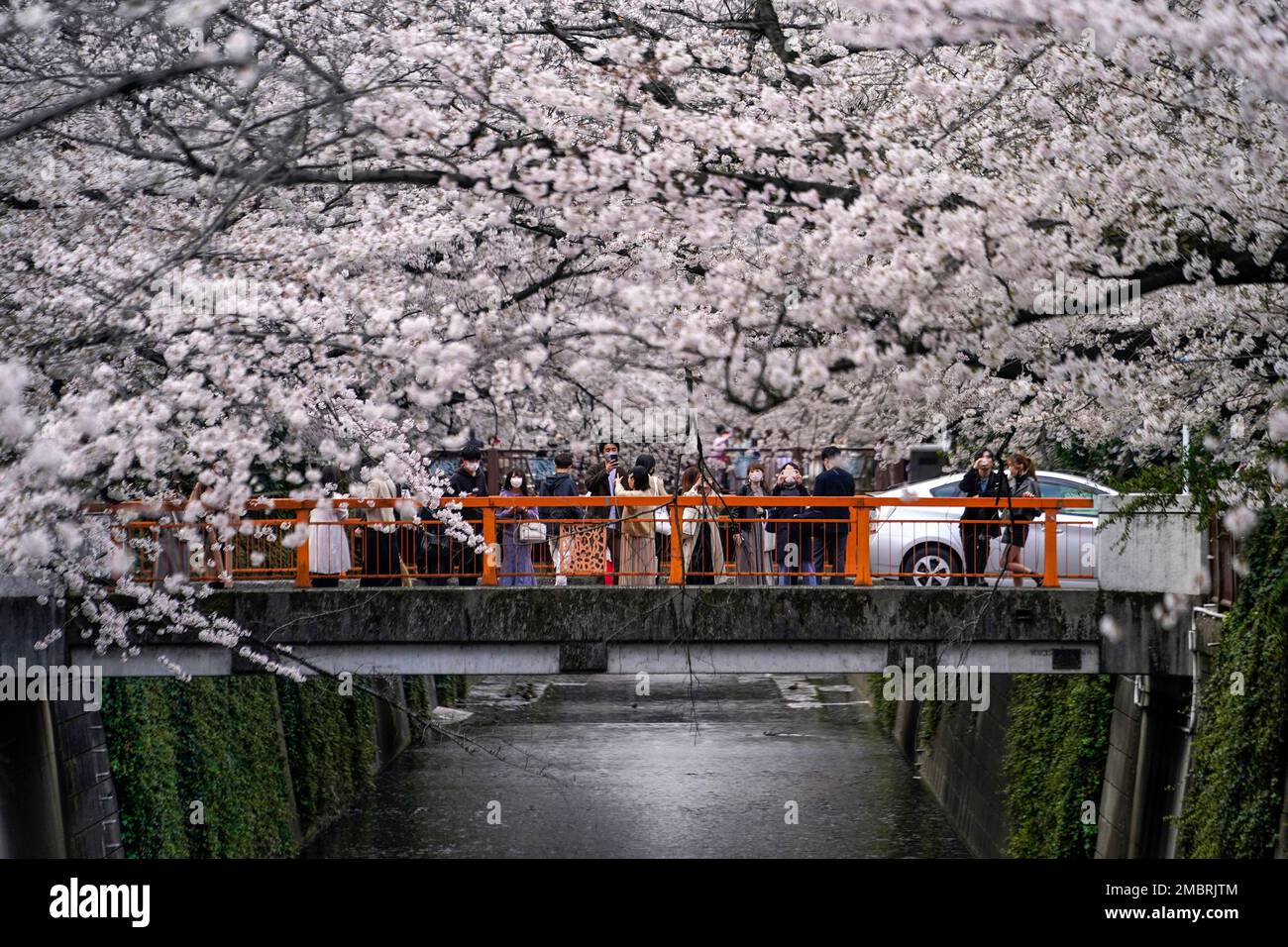 People gather under a canopy of cherry blossoms in full bloom Wednesday ...