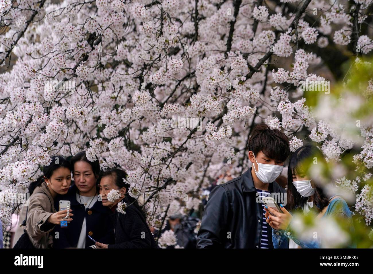 People gather to take pictures under a canopy of cherry blossoms in ...