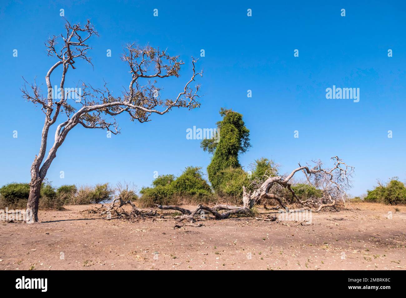 Winter landscape of Chobe National Park in Botswana. Trees without ...