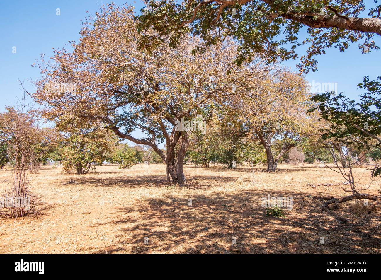 Botswana trees hi-res stock photography and images - Alamy