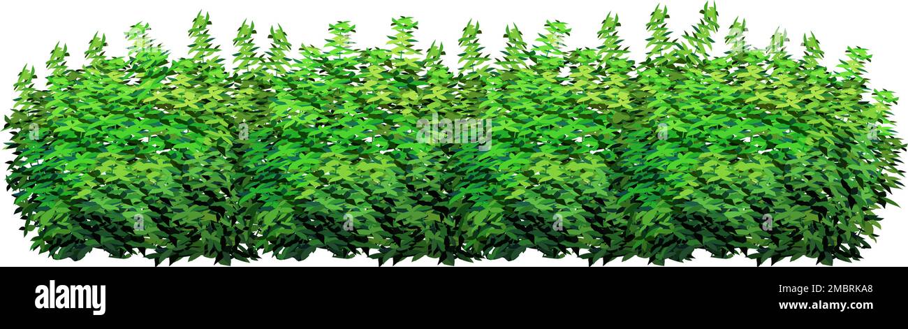 Ornamental plant shrub decorate Cut Out Stock Images & Pictures - Alamy