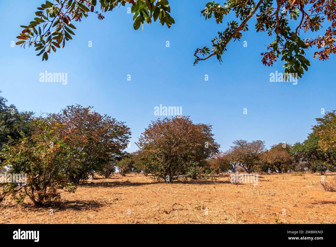 Winter landscape of Chobe National Park in Botswana. Trees without ...
