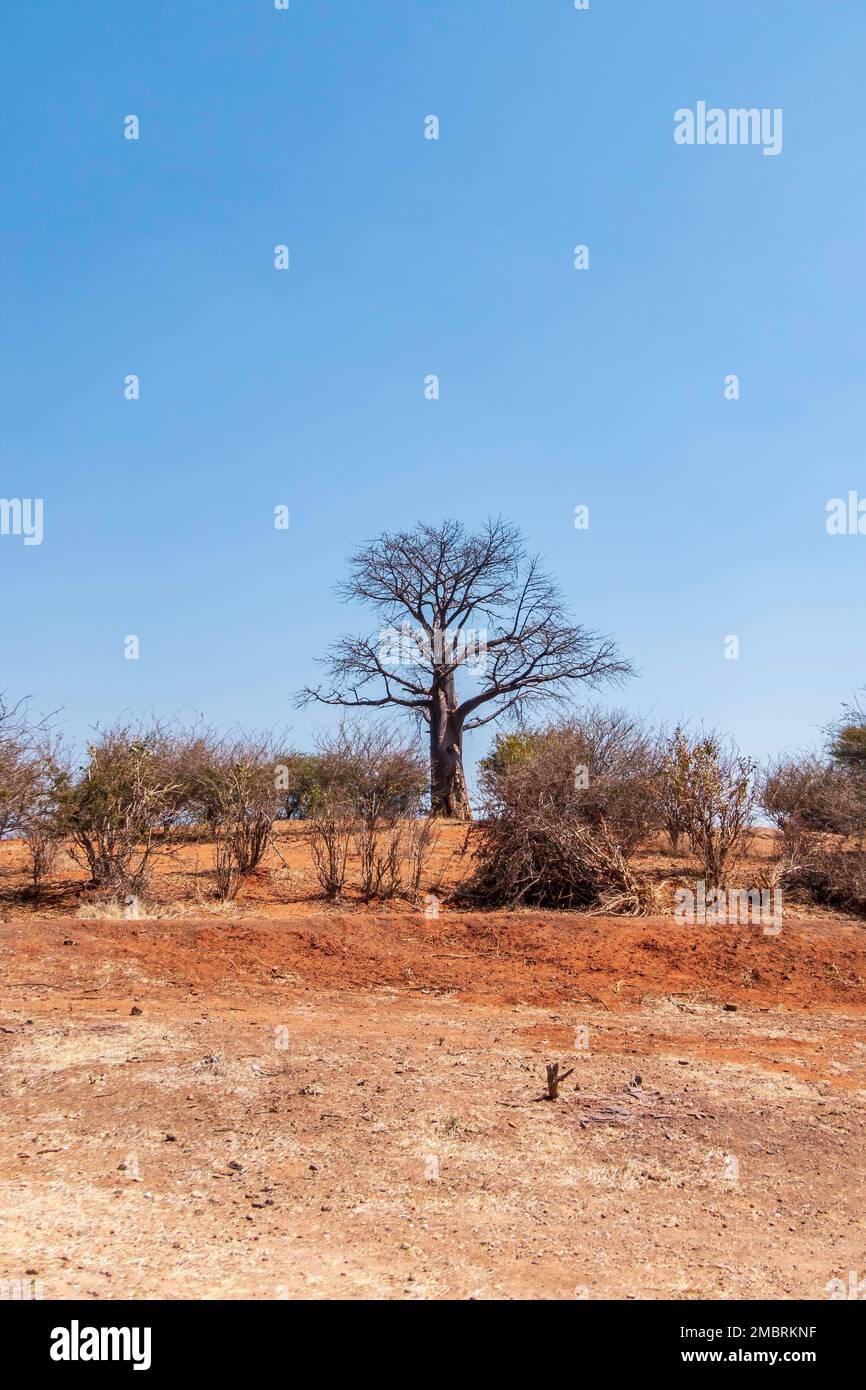 Botswana trees hi-res stock photography and images - Alamy