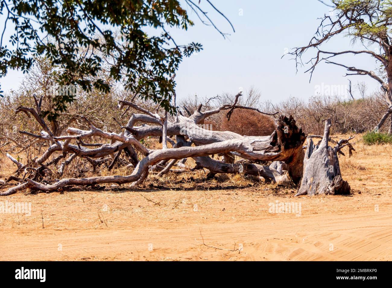 Winter landscape of Chobe National Park in Botswana. Trees without ...