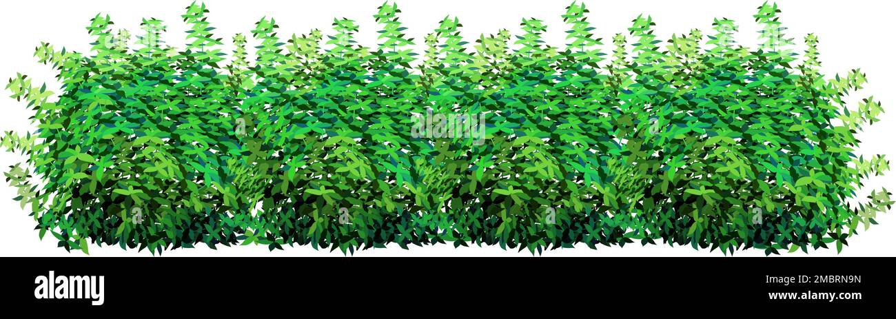 Ornamental plant shrub decorate Cut Out Stock Images & Pictures - Alamy