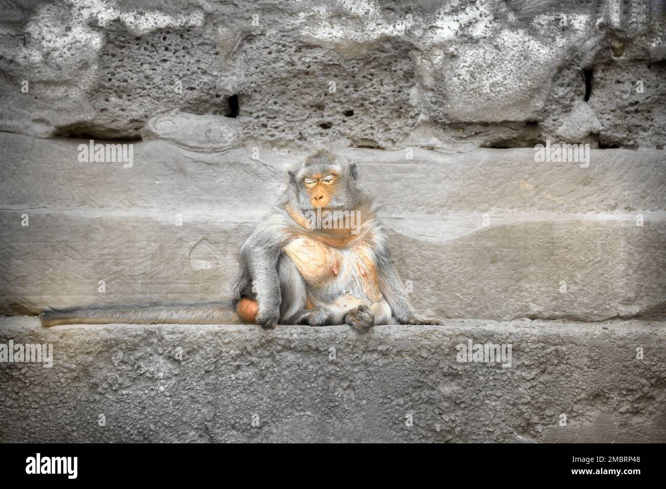 A female long-tailed macaque sits with her eyes closed on a narrow ...