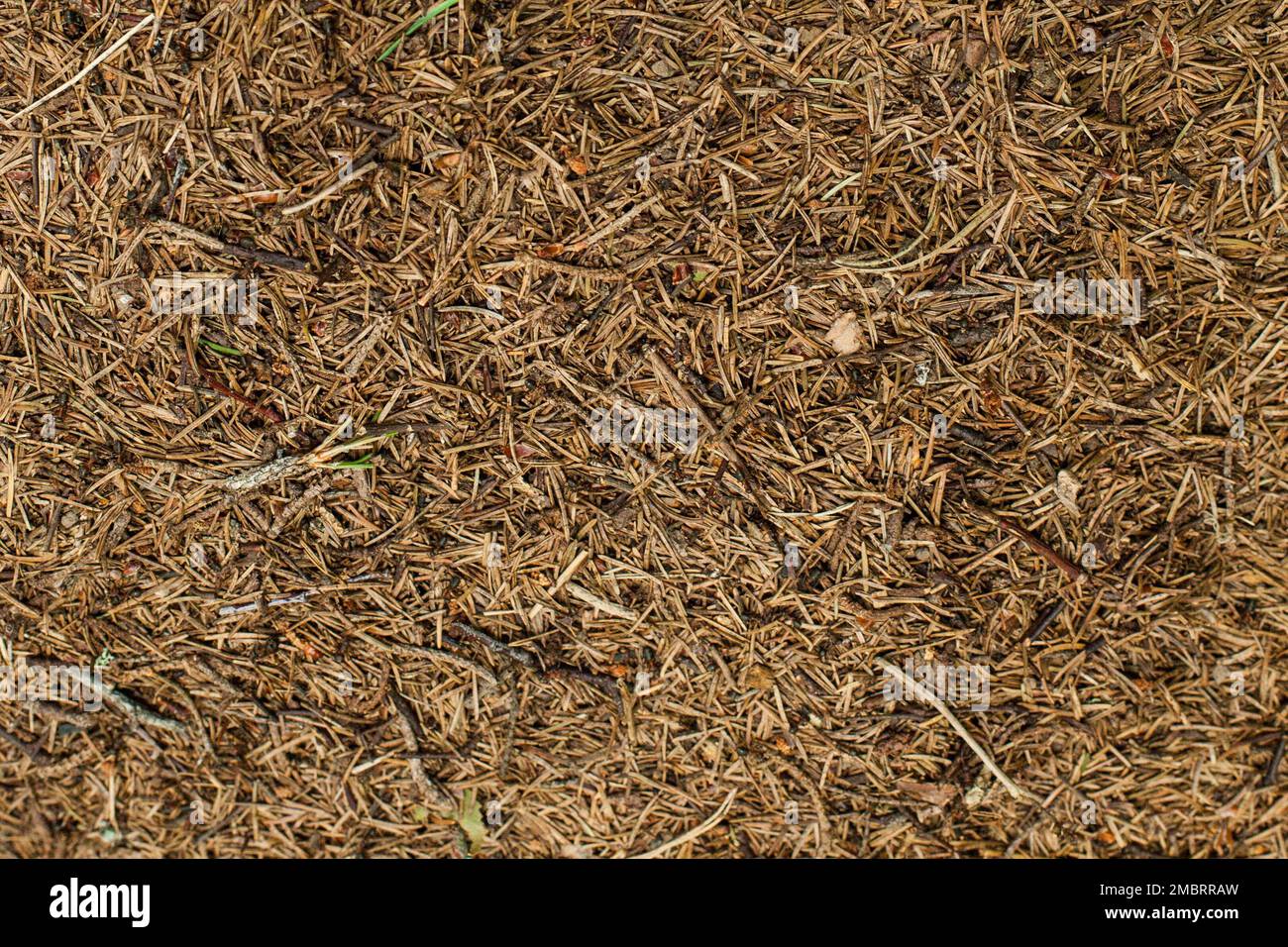 Dried spruce needles, forest background Stock Photo - Alamy