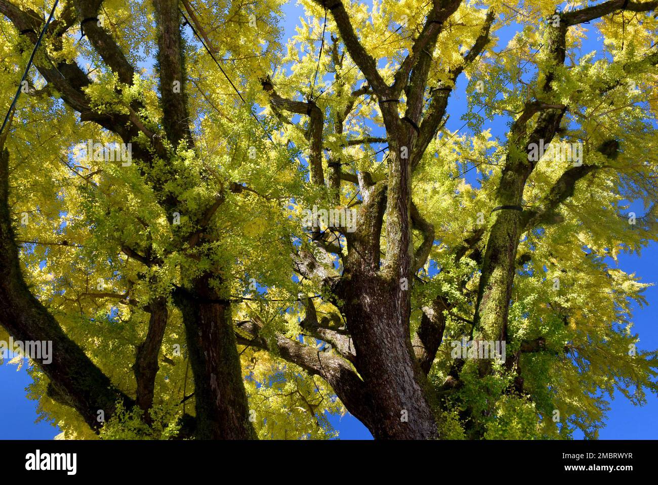 Huge ginko bilboa tree in Arita town of Kyushu Island, beautiful yellow ...