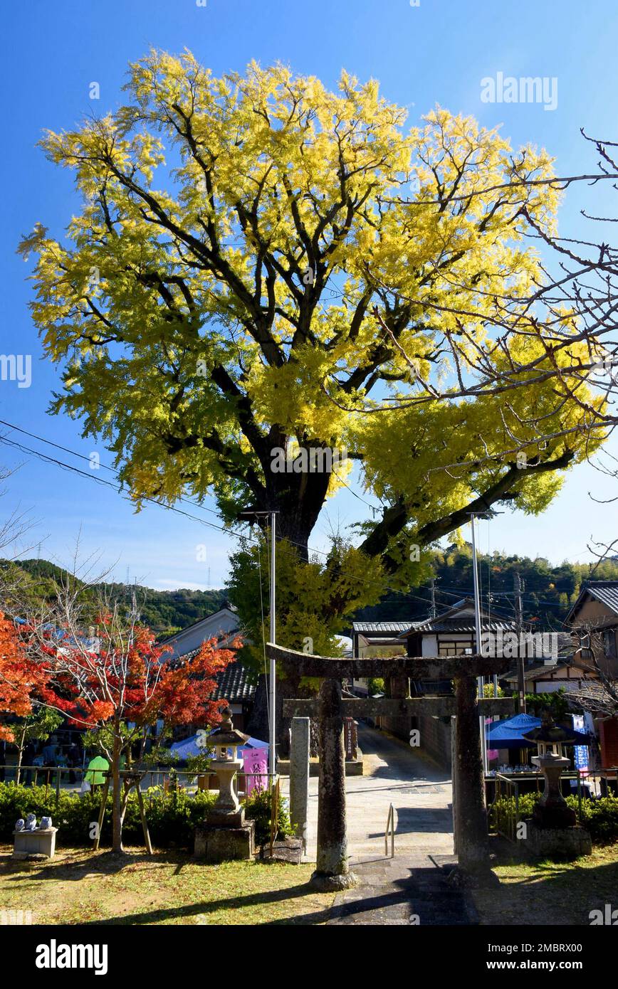 Huge ginko bilboa tree in Arita town of Kyushu Island, beautiful yellow ...