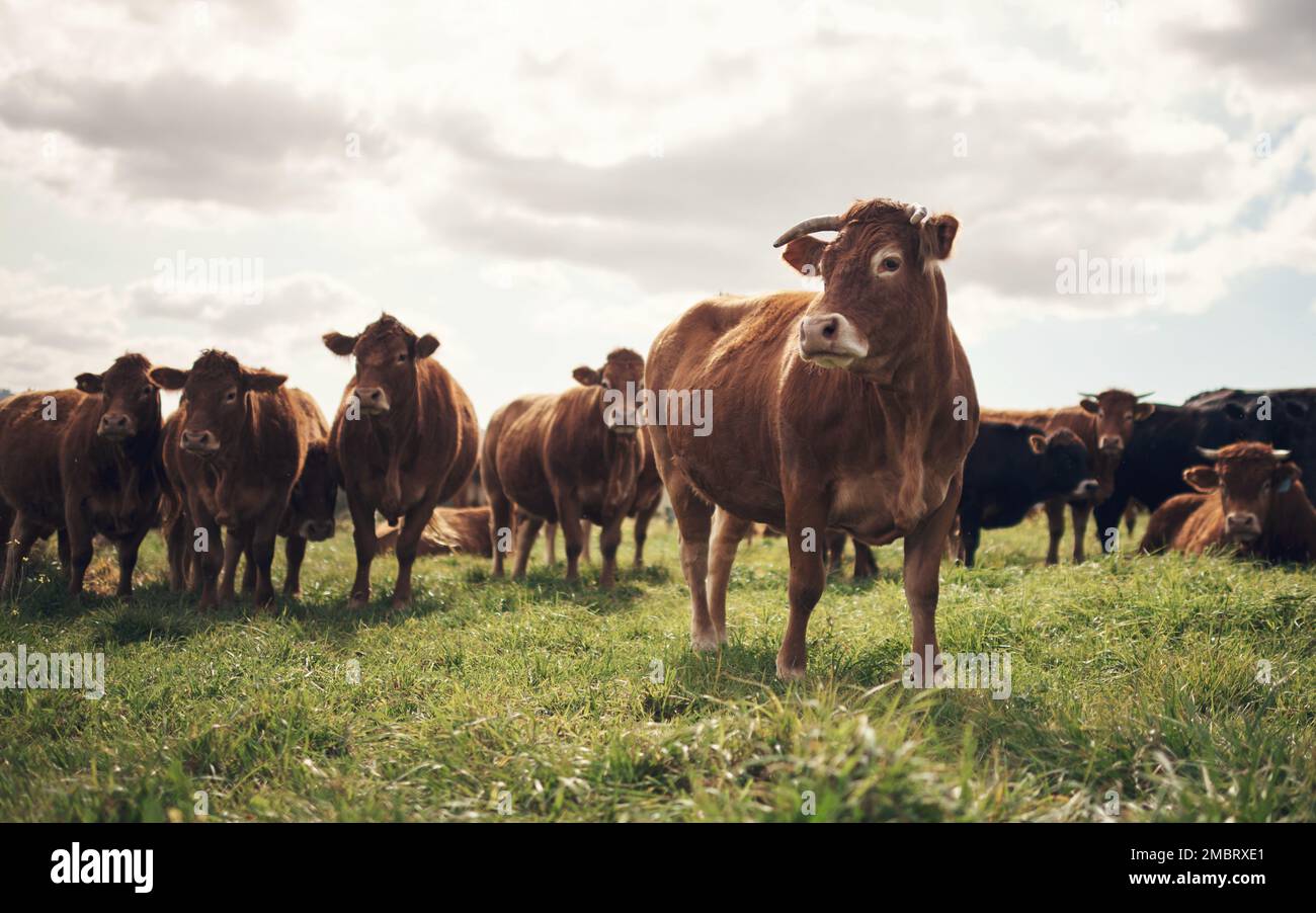 The best cows in the farming business. a herd of cows on a farm Stock ...
