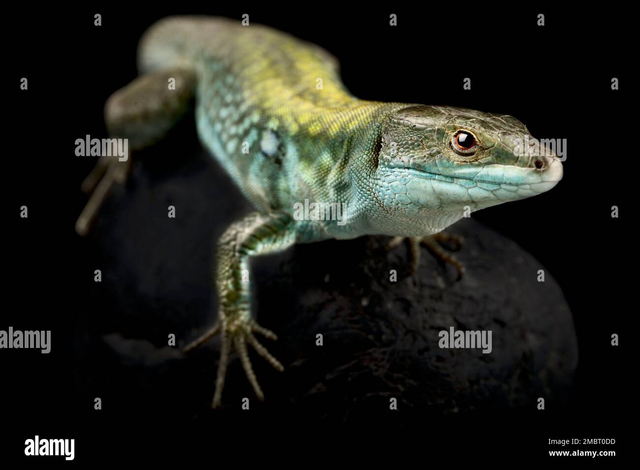 Italian wall lizard (Podarcis siculus siculus) male Stock Photo - Alamy