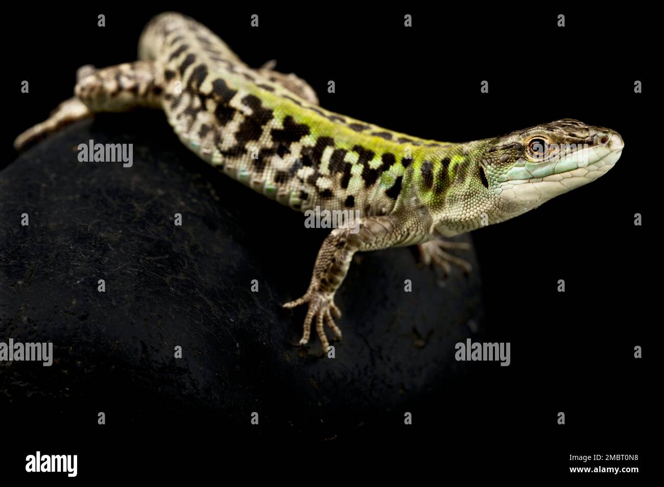 North Italian wall lizard (Podarcis siculus campestris Stock Photo - Alamy