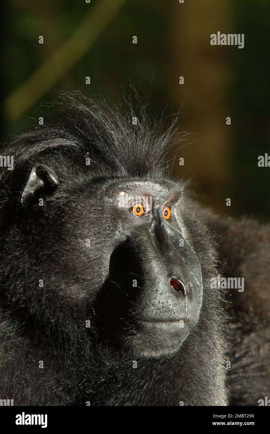 Portrait of a Sulawesi black-crested macaque (Macaca nigra) alpha male ...