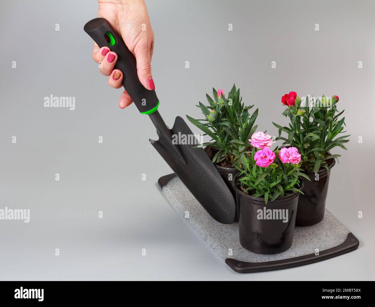 Digging in pots with carnation flowers at home Stock Photo - Alamy