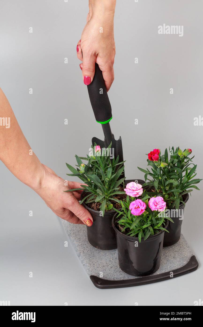 Woman digging in pots with carnation flowers at home Stock Photo - Alamy