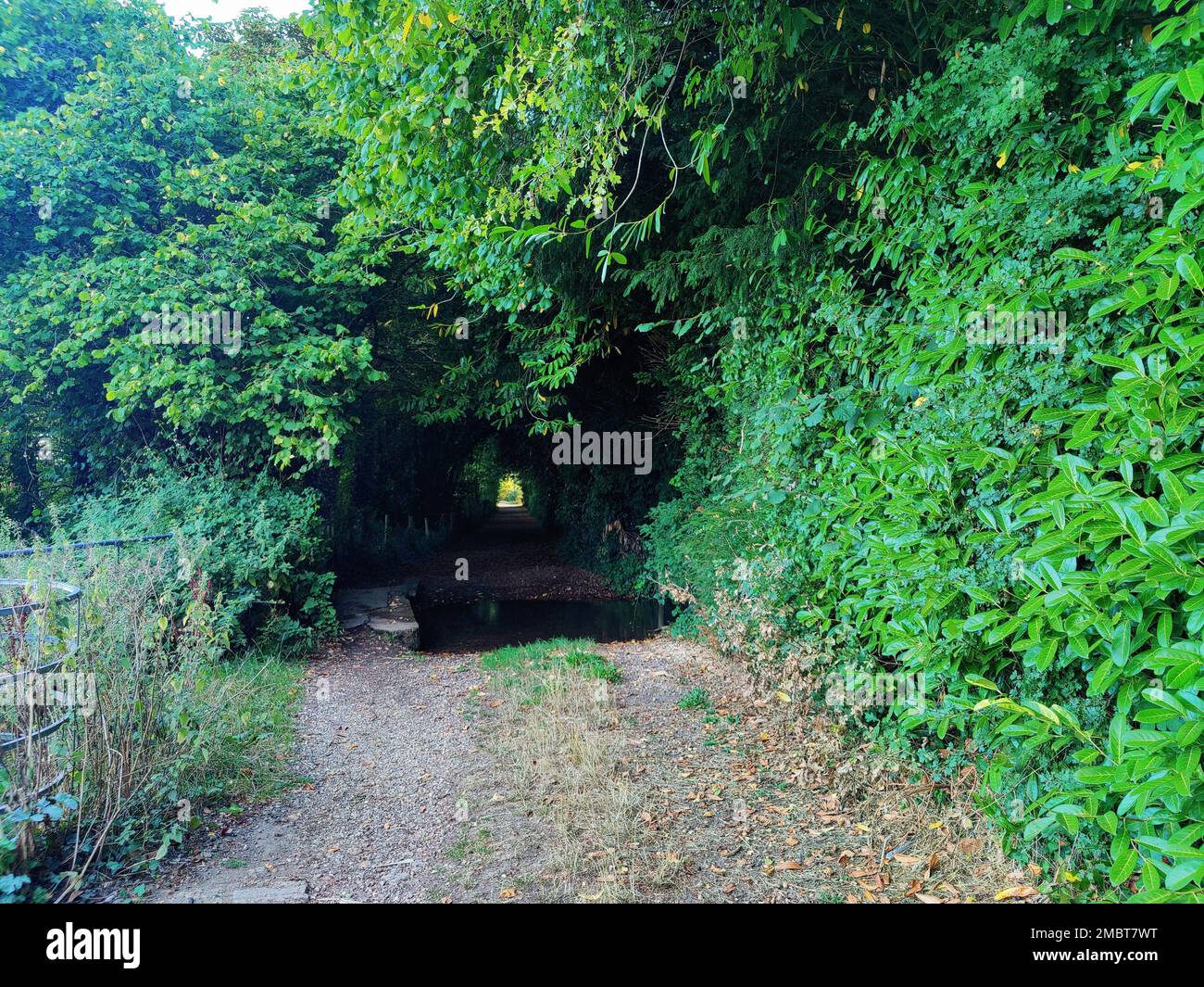 A dirt road with a deep water puddle in the middle surrounded by thick ...